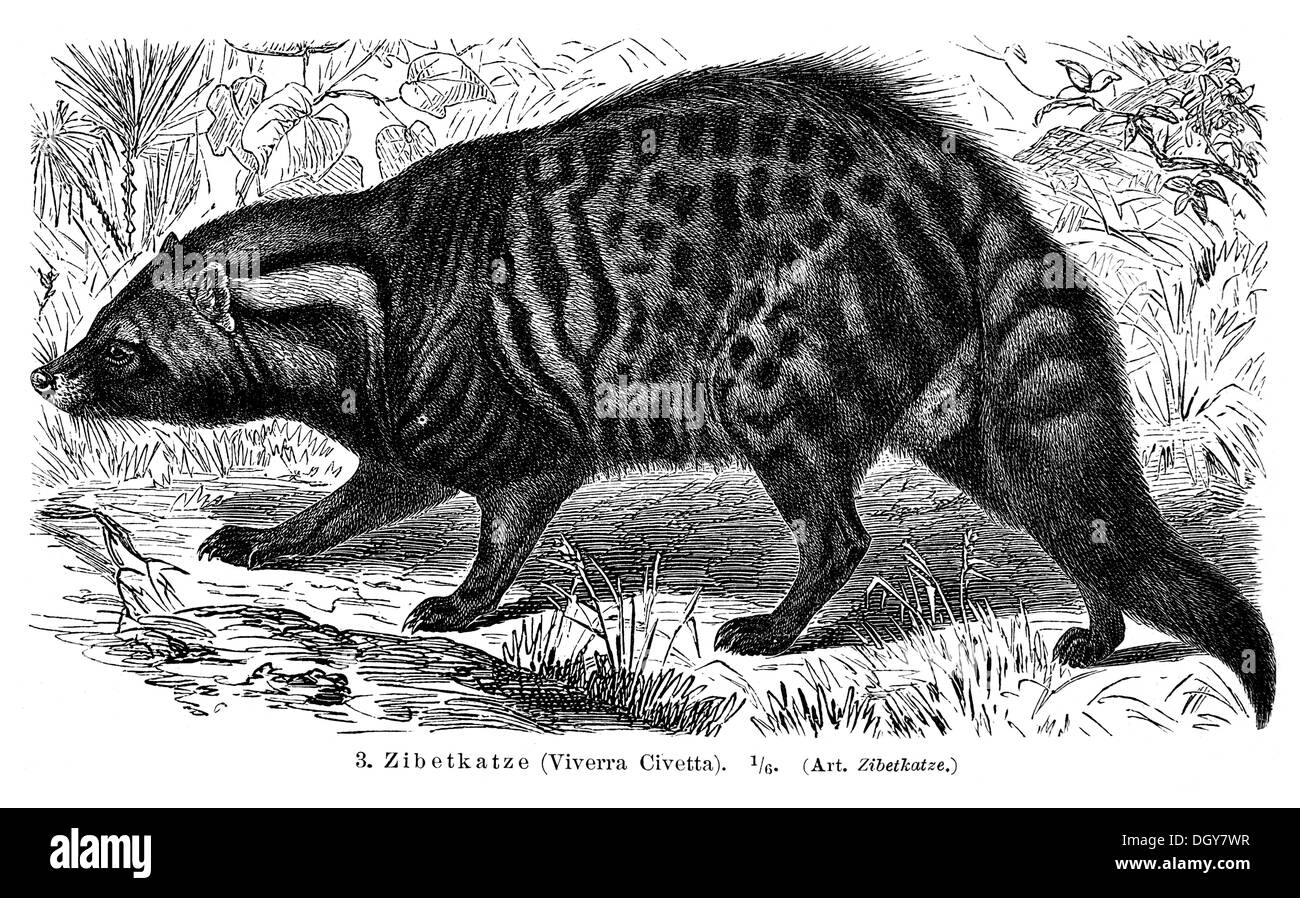 Civet (Viverra civetta), illustration from Meyers Konversations-Lexikon ...