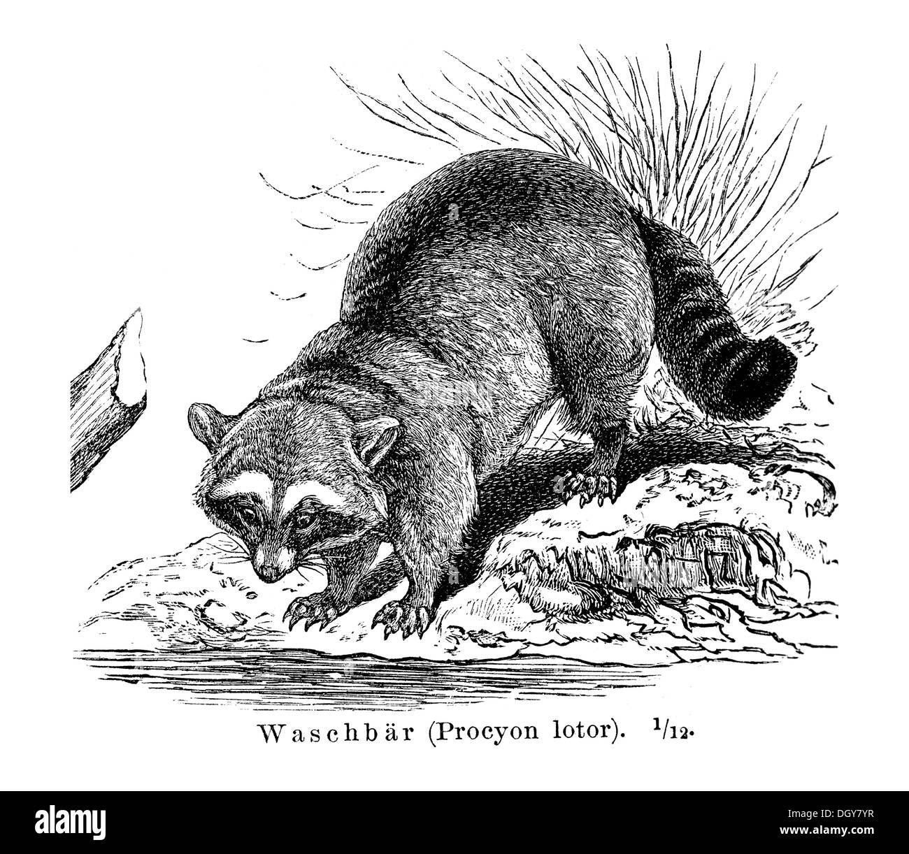 Raccoon (Procyon lotor), illustration from Meyers Encyclopedia, 1897 ...