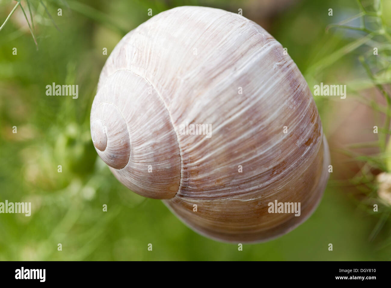 Volute tree hi-res stock photography and images - Alamy