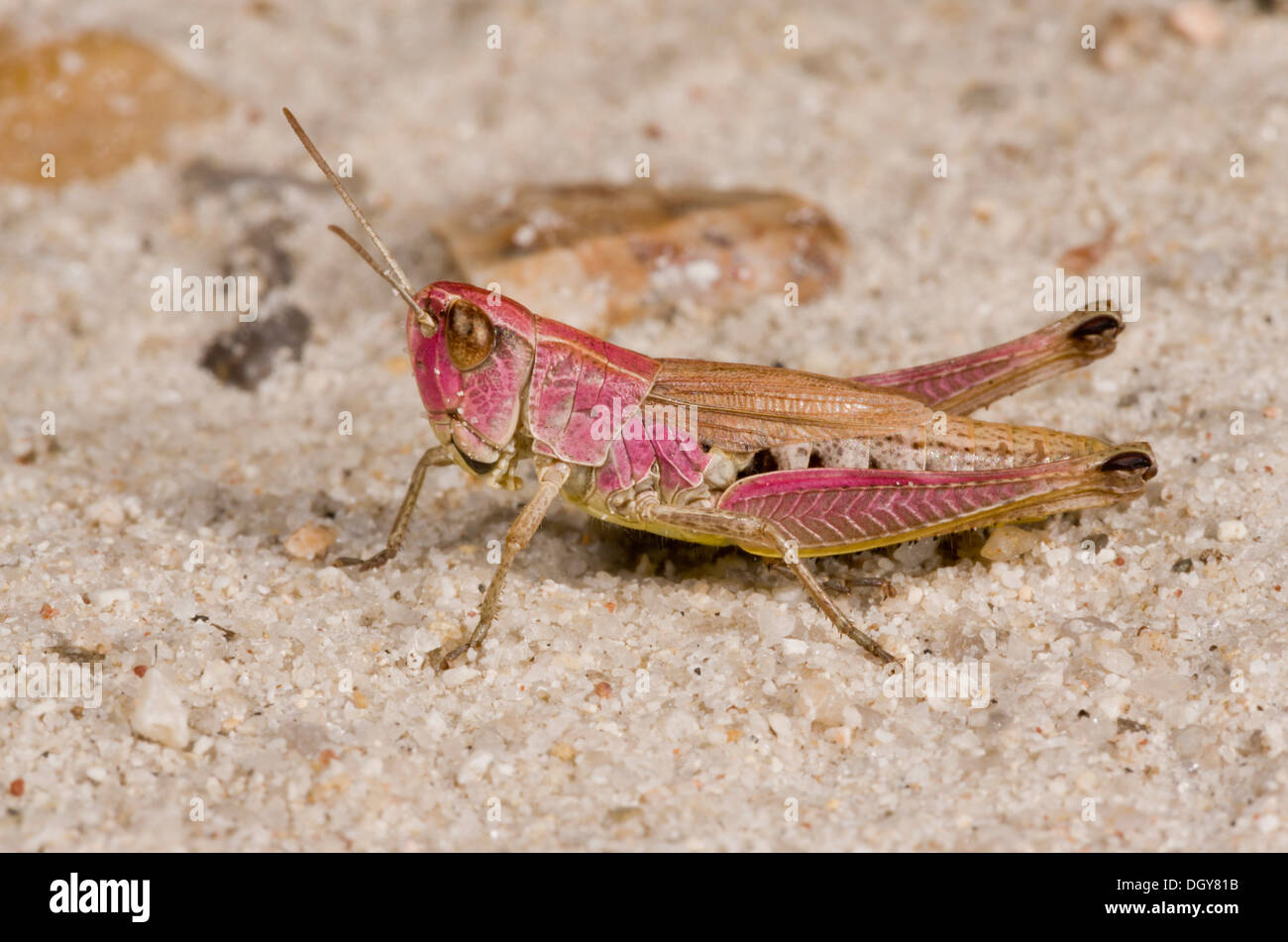 Pink meadow grasshopper hi-res stock photography and images - Alamy