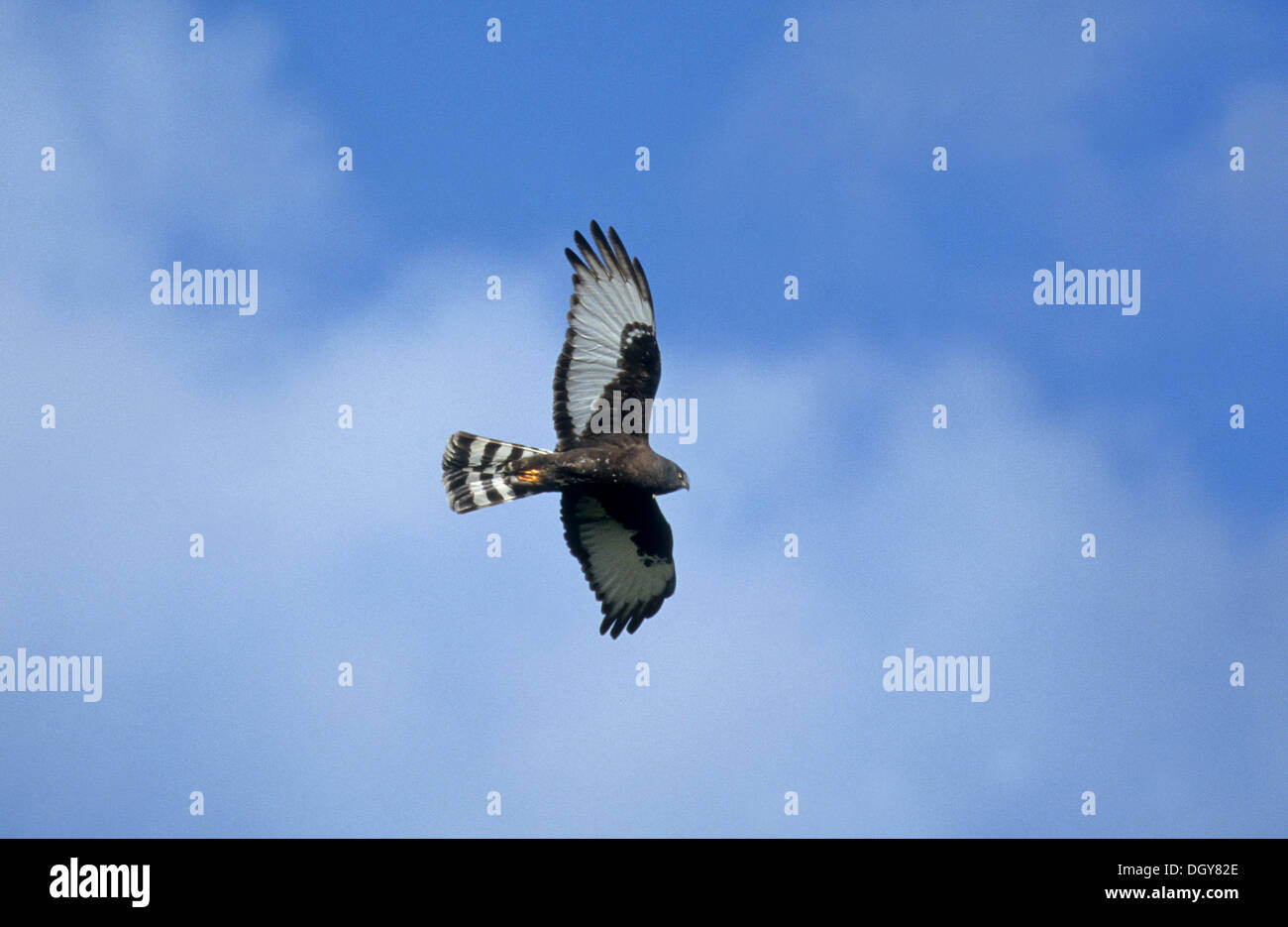 Black Harrier (Circus maurus), in flight, Eastern Cape, South Africa ...
