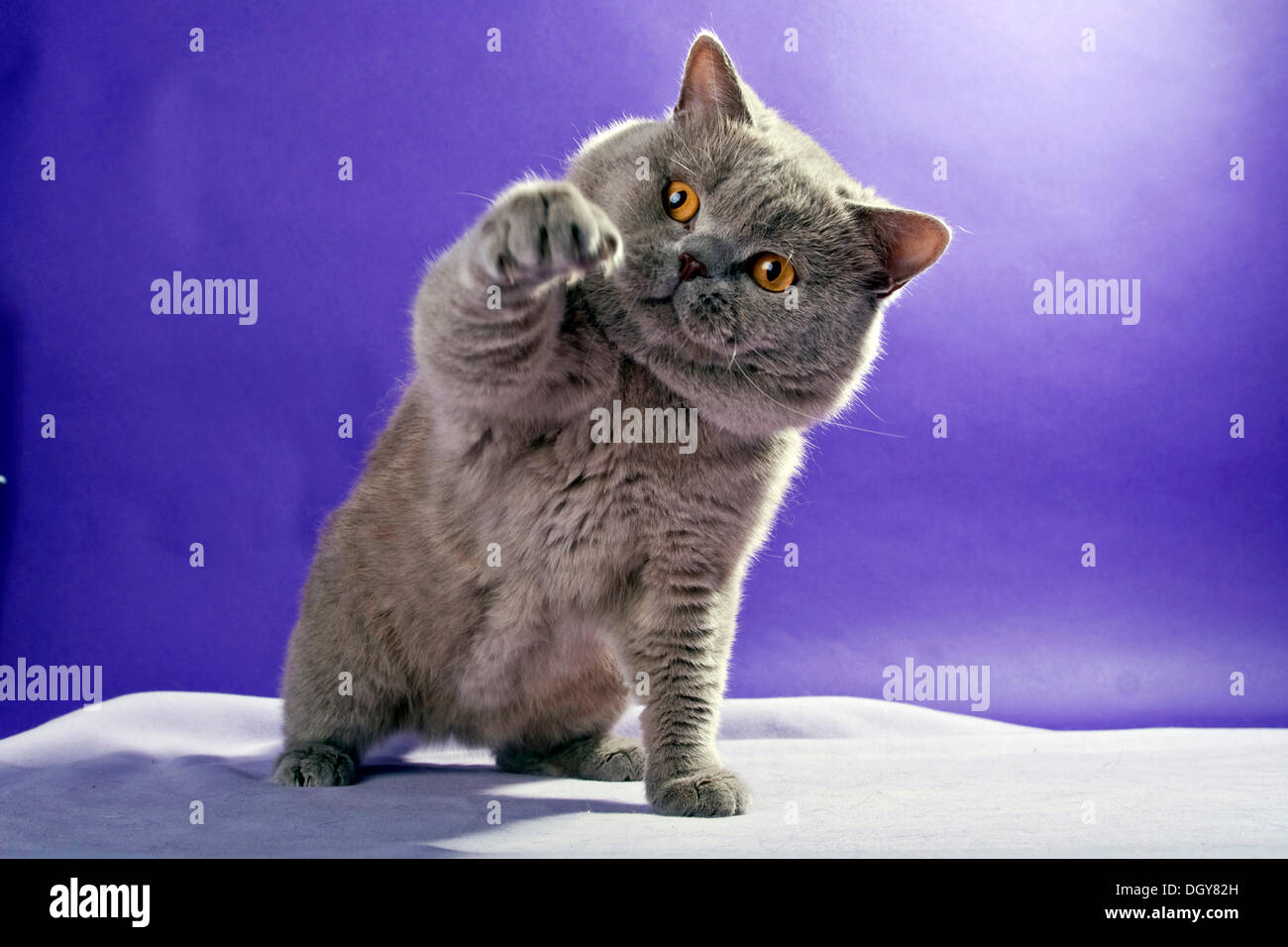 Animal pawing hi-res stock photography and images - Alamy
