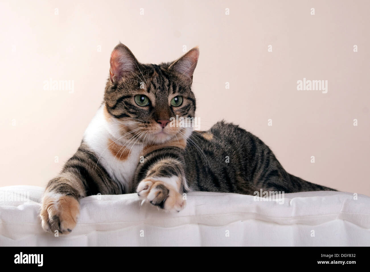 Cat laying around hi-res stock photography and images - Alamy