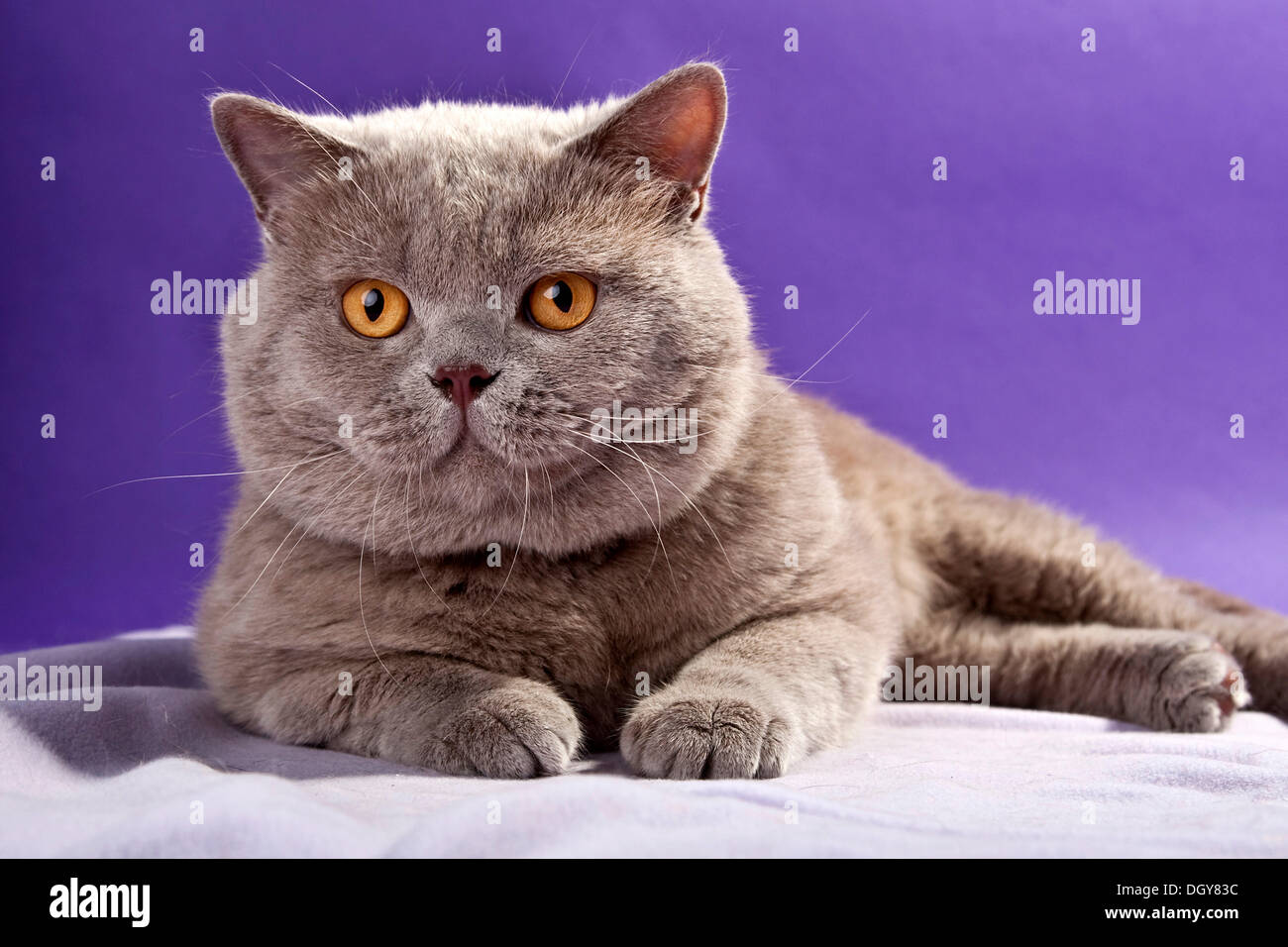 Lilac british shorthair cat hi-res stock photography and images - Alamy