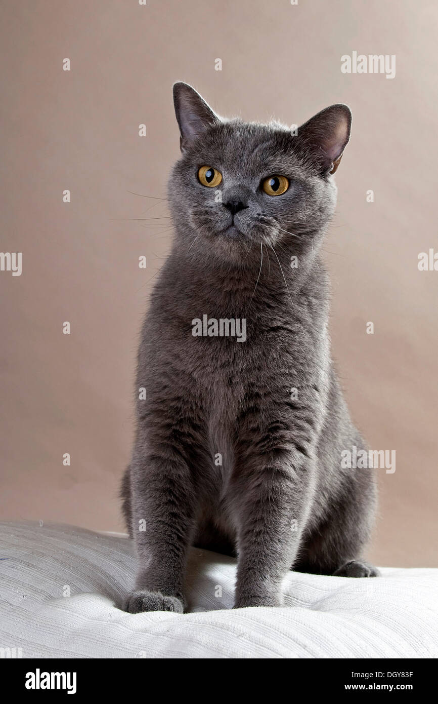 Blue british shorthair cat hi-res stock photography and images - Alamy