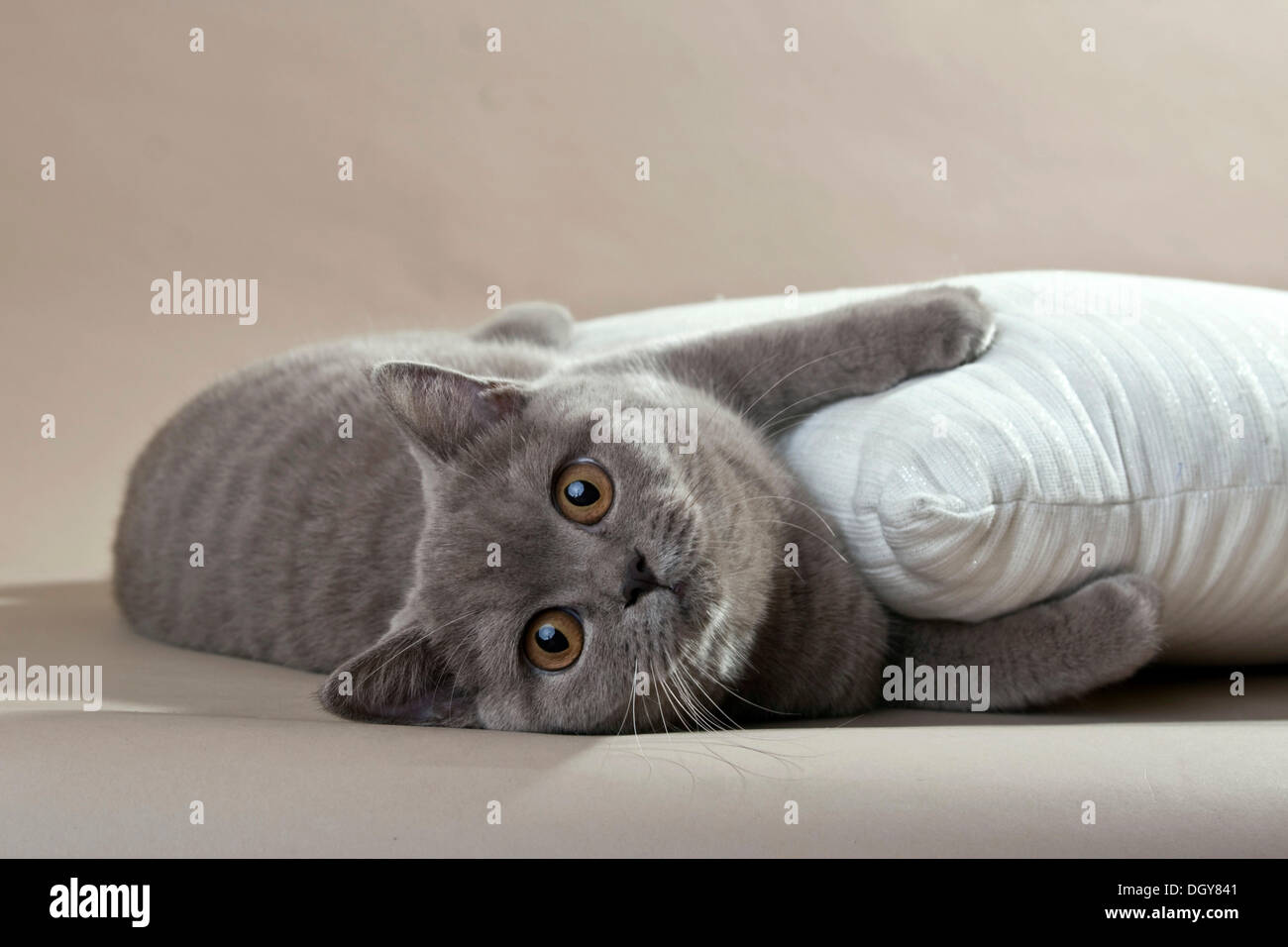 Lilac British Shorthair cat lying on its side, holding a pillow between ...