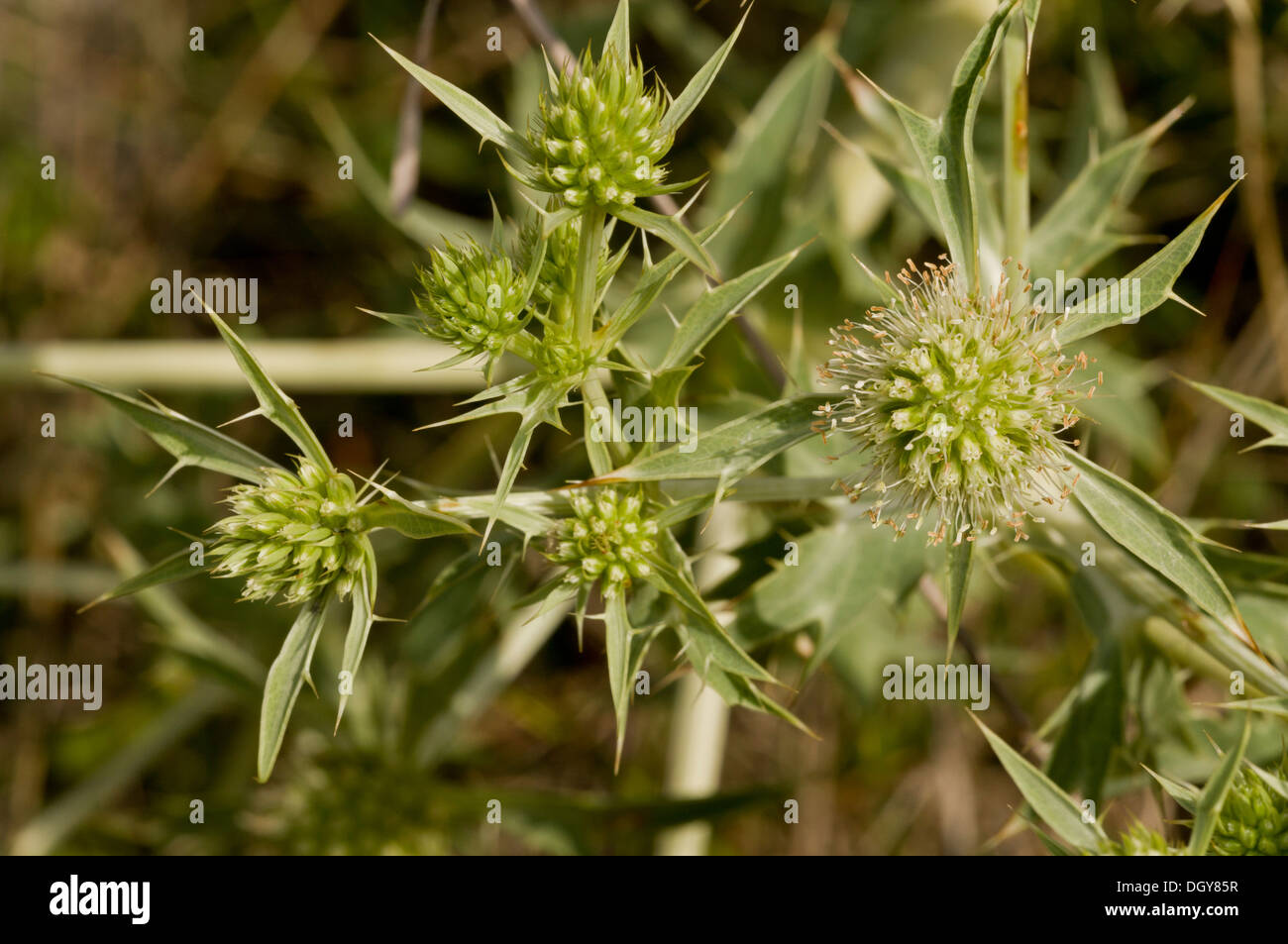 Field Eryngo, Eryngium campestre in flower. Very rare in UK Stock Photo ...