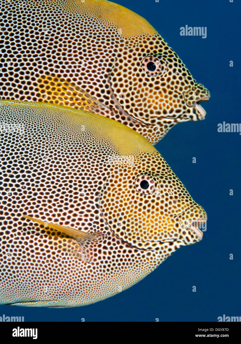 Pair, Brownspotted Spinefoot (Siganus stellatus), Hashemite Kingdom of ...