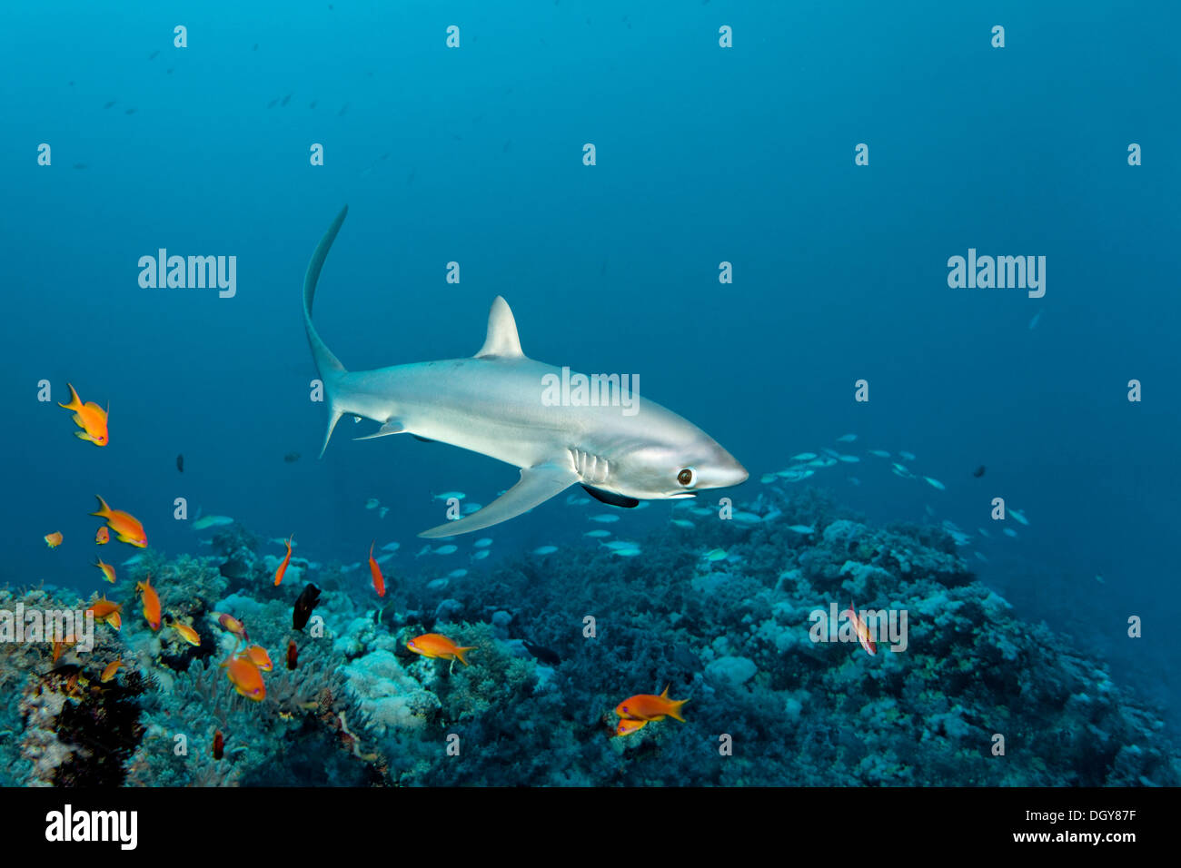 Common Thresher Shark Habitat