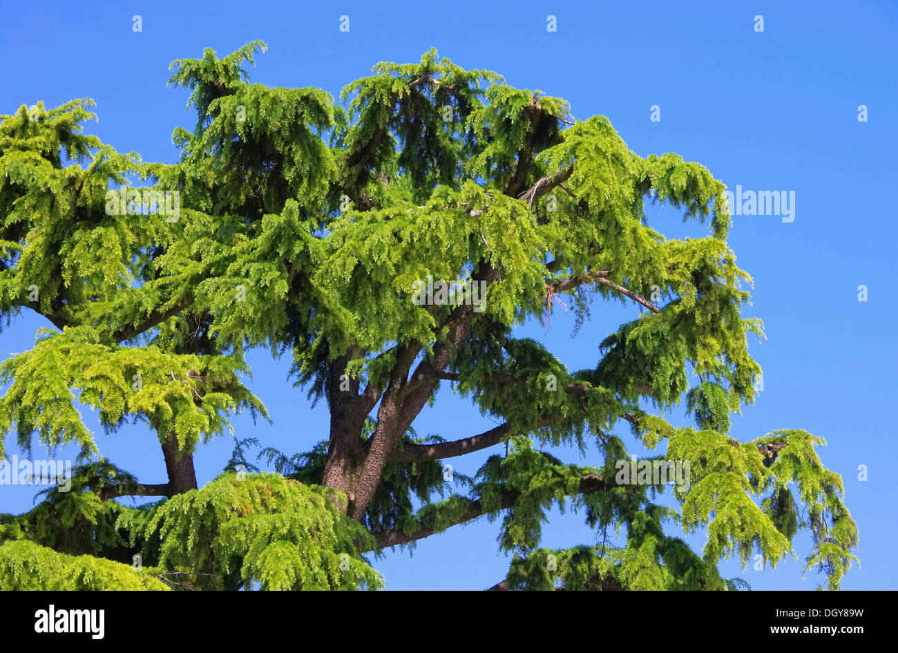 Cedar hi-res stock photography and images - Alamy