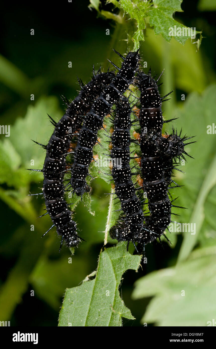 Stinging caterpillars hi-res stock photography and images - Alamy