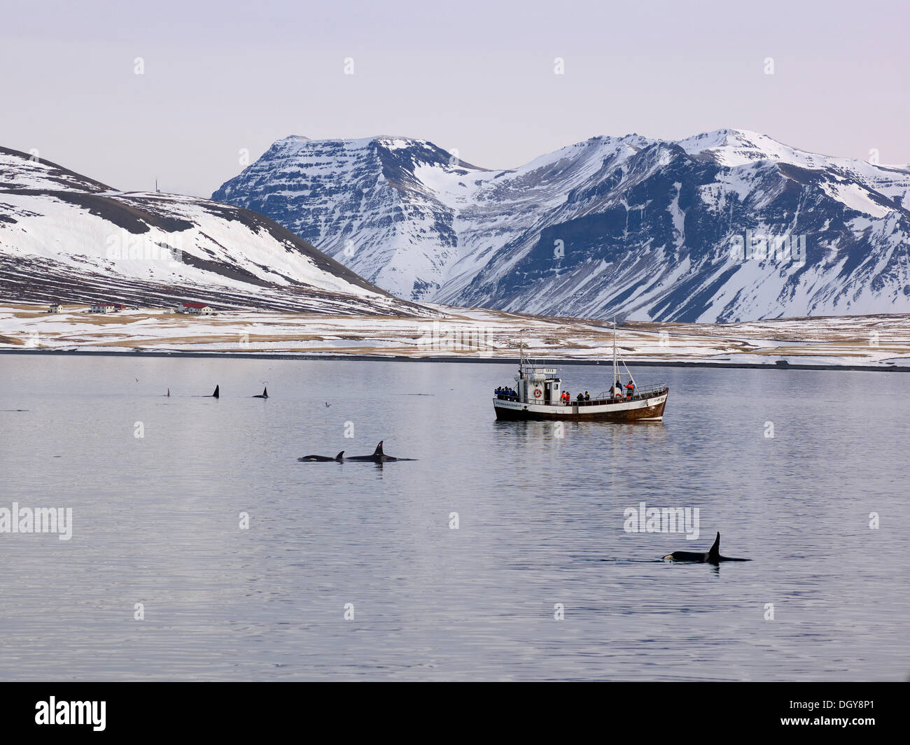 Research boat with Killer Whales or Orcas (Orcinus orca) off the coast ...