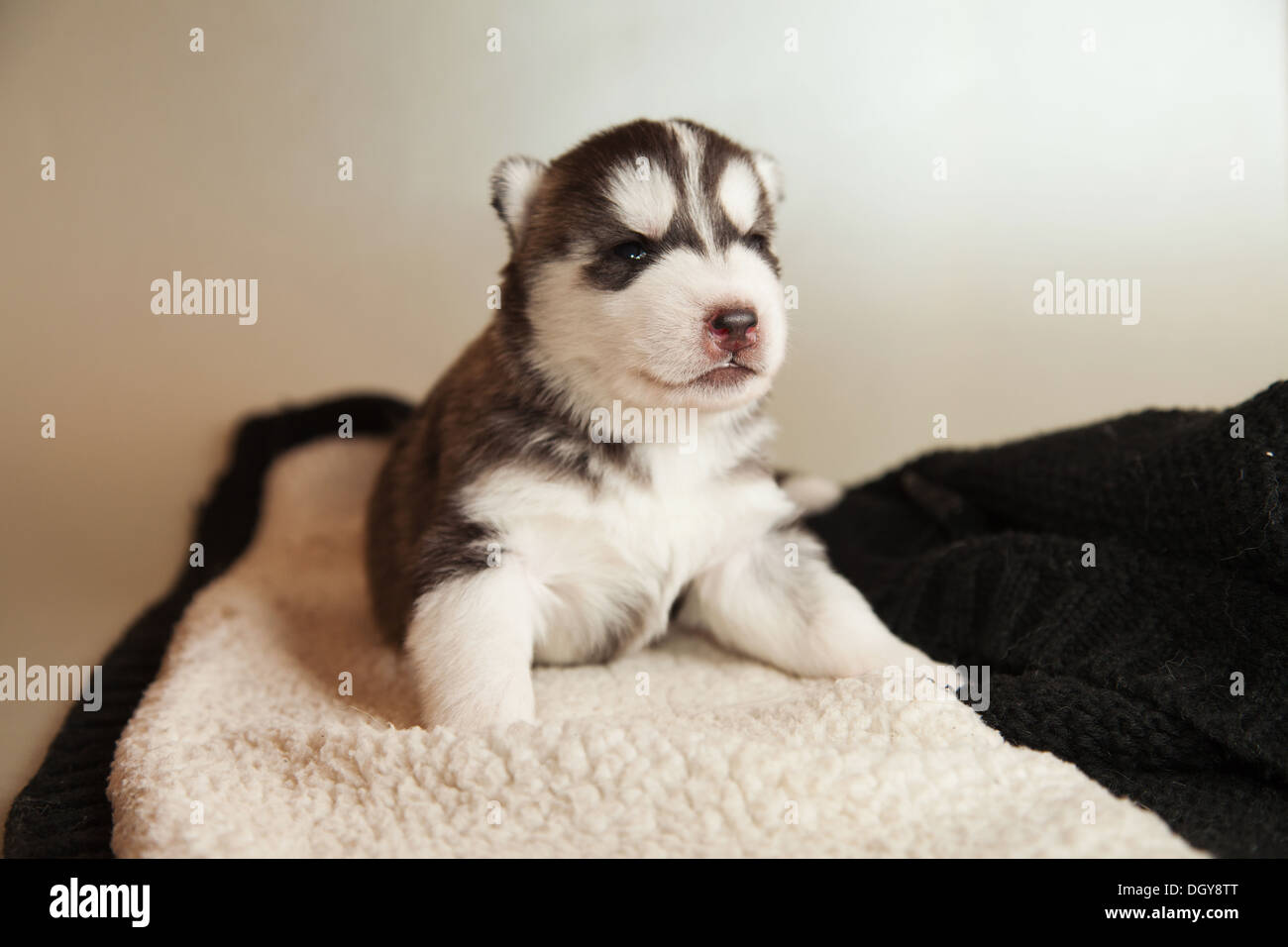 Newborn husky puppy hi-res stock photography and images - Alamy