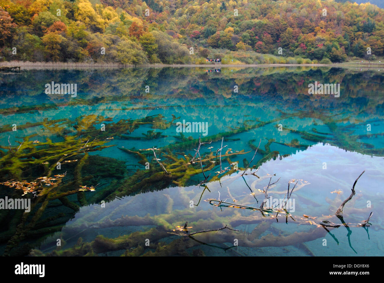 Autumn mood and reflections of trees at the turquoise Five Colour Lake ...