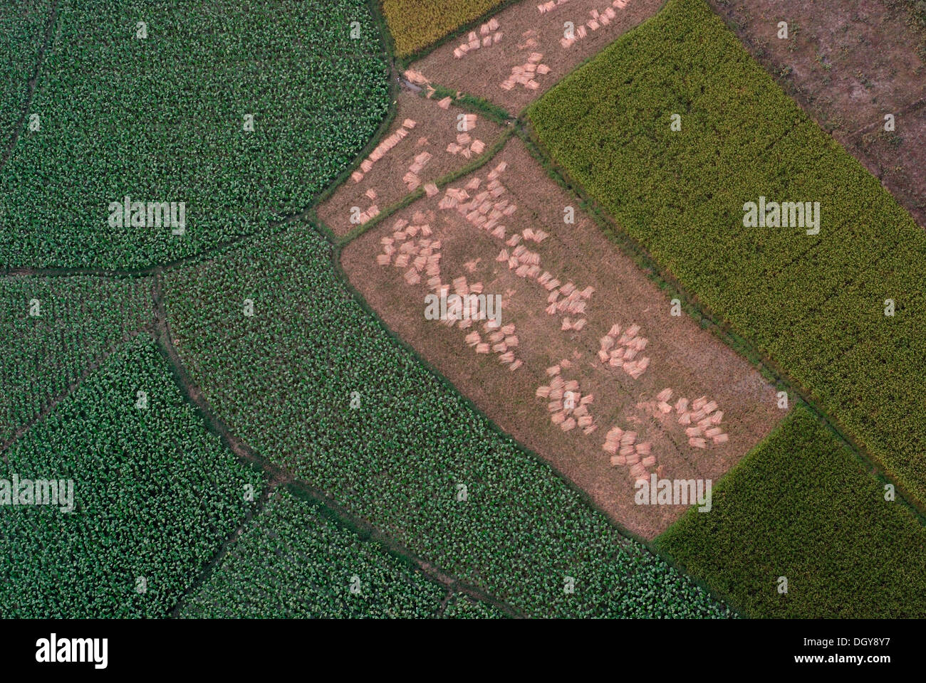 Aerial View Rice Field Structure High Resolution Stock Photography and ...