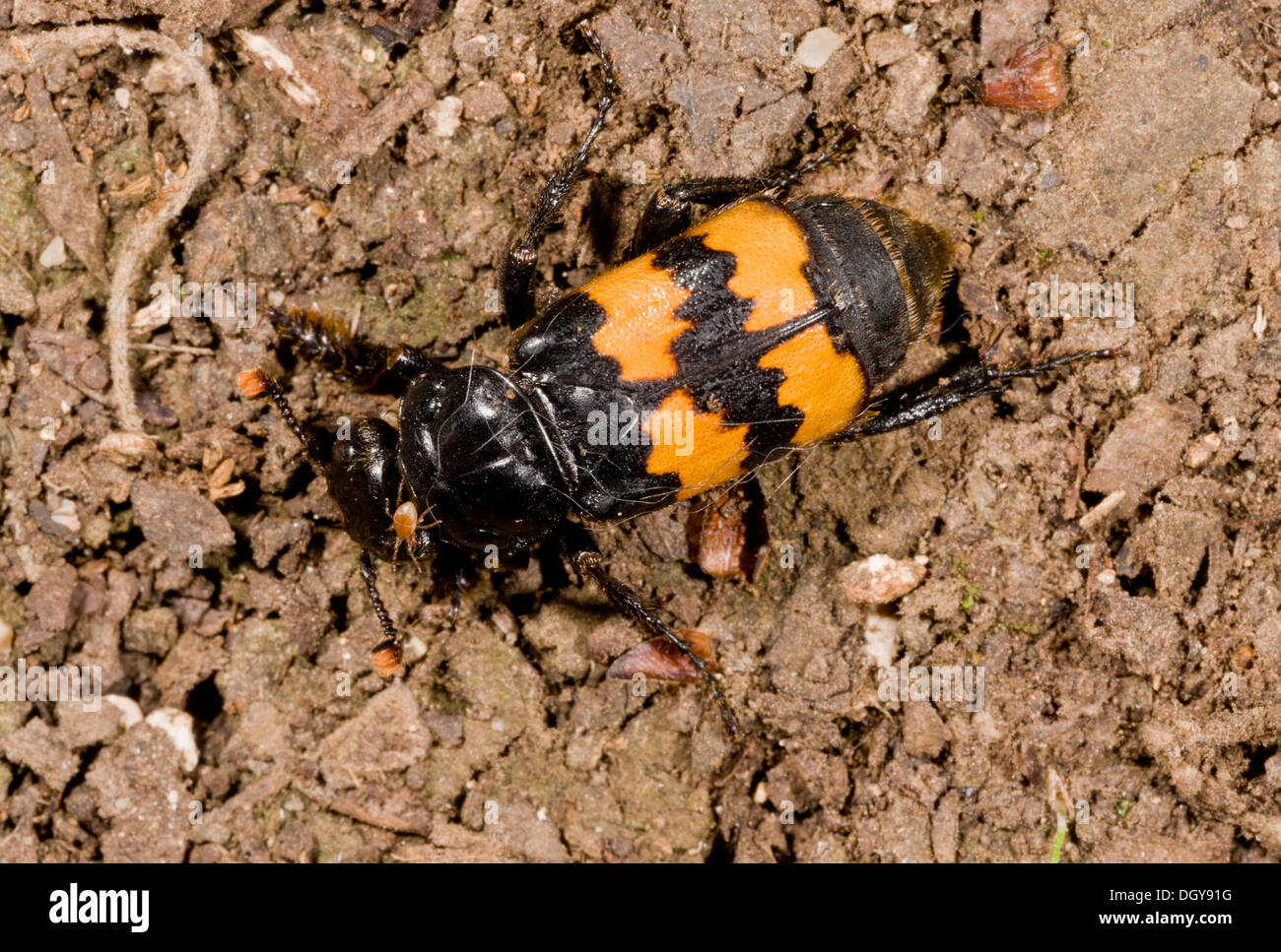 A burying beetle, Nicrophorus interruptus looking for carrion. With ...