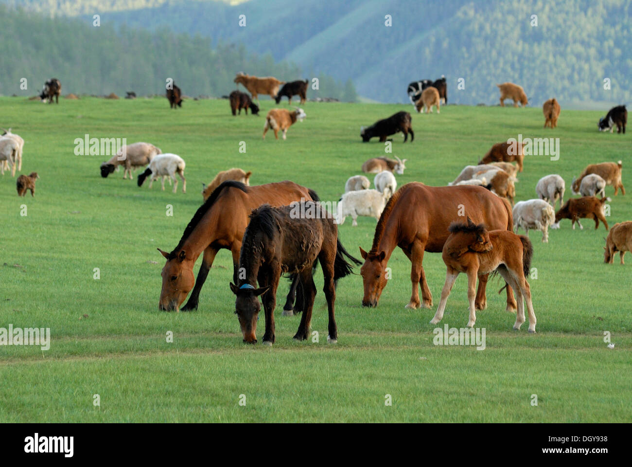 Sheep and cattle goats grazing hi-res stock photography and images - Alamy