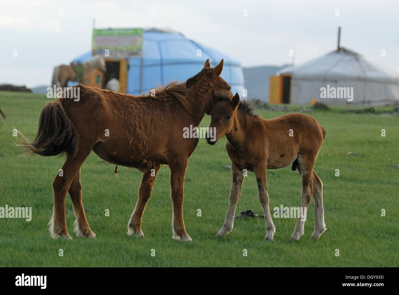 Mongolian ger hi-res stock photography and images - Alamy