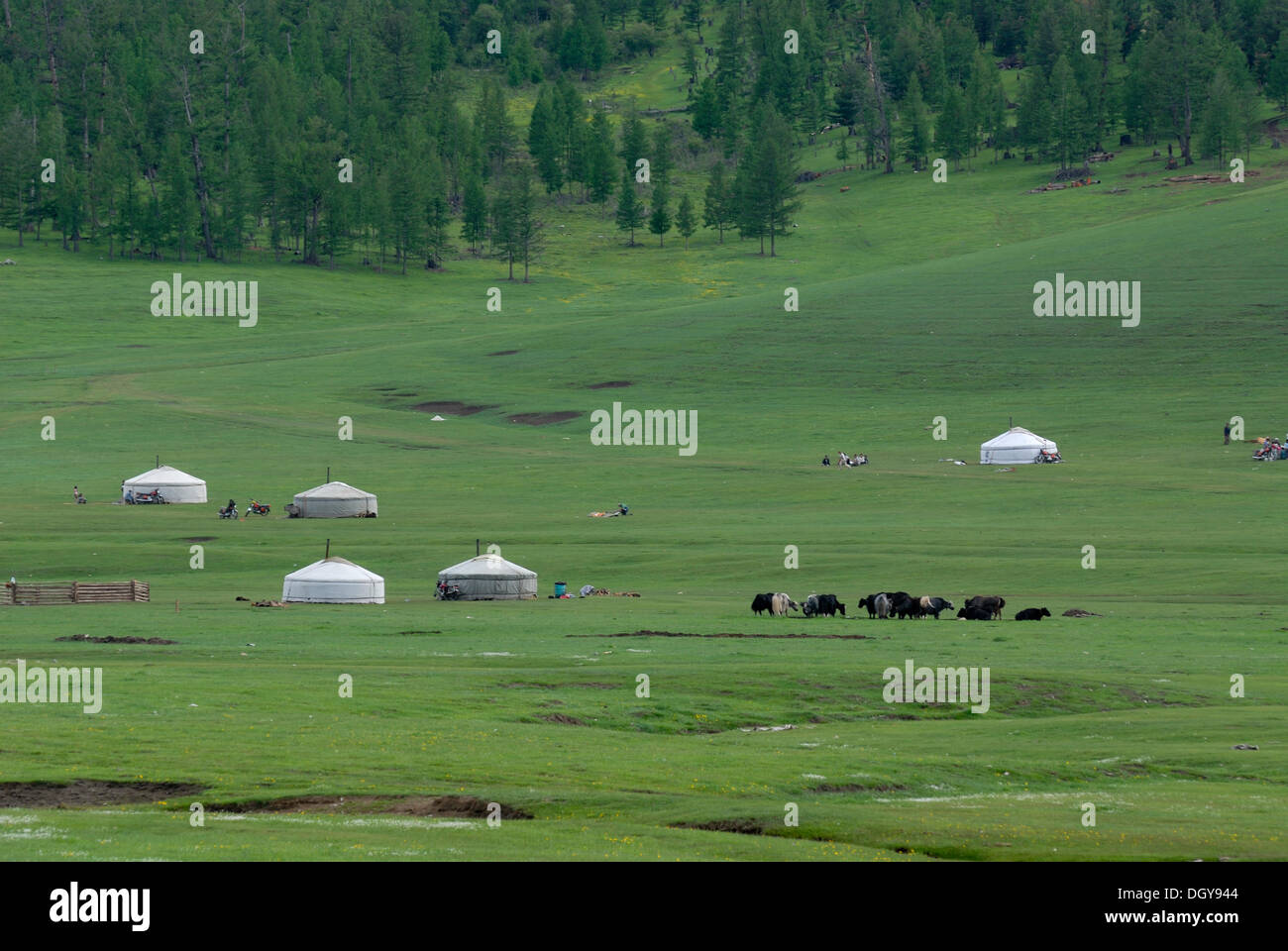 Mongolian summer camp of nomads with herds of yak, Mongolian round ...