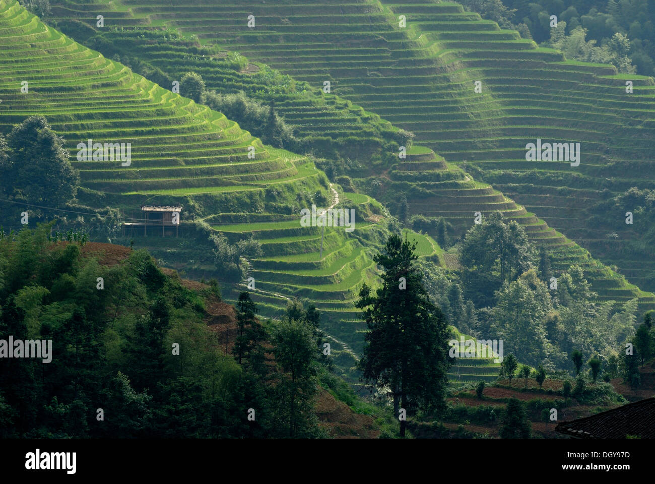 The world-famous rice terraces of Longji "Backbone of the Dragon" or ...