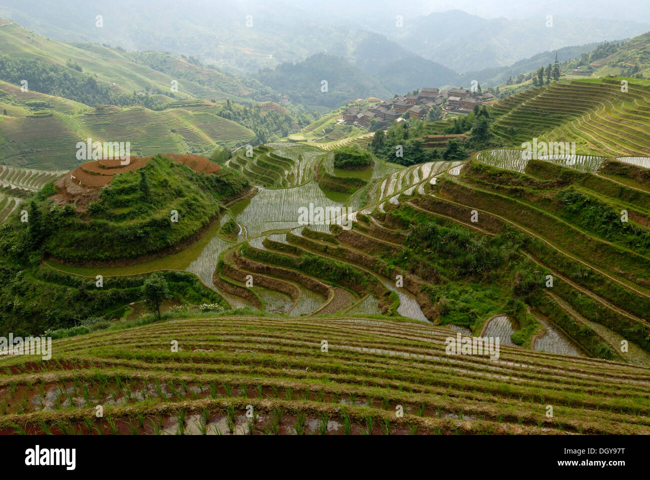 World-famous rice terraces of Longji "Backbone of the Dragon" or ...