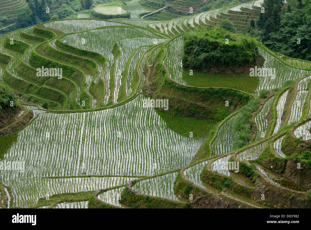 World-famous rice terraces of Longji "Backbone of the Dragon" or ...