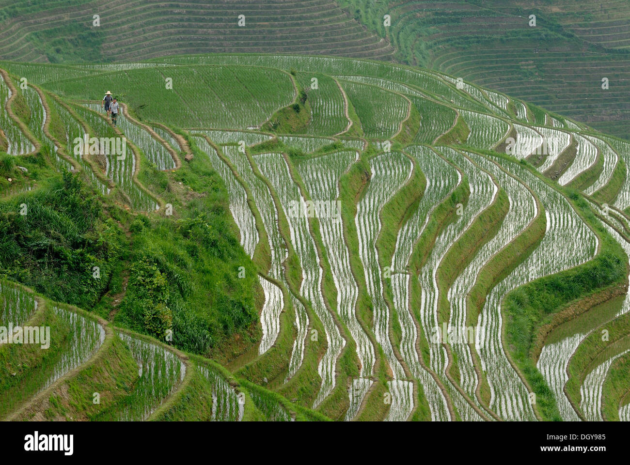 World-famous rice terraces of Longji "Backbone of the Dragon" or ...