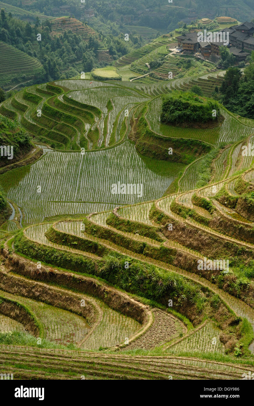 World-famous rice terraces of Longji "Backbone of the Dragon" or ...