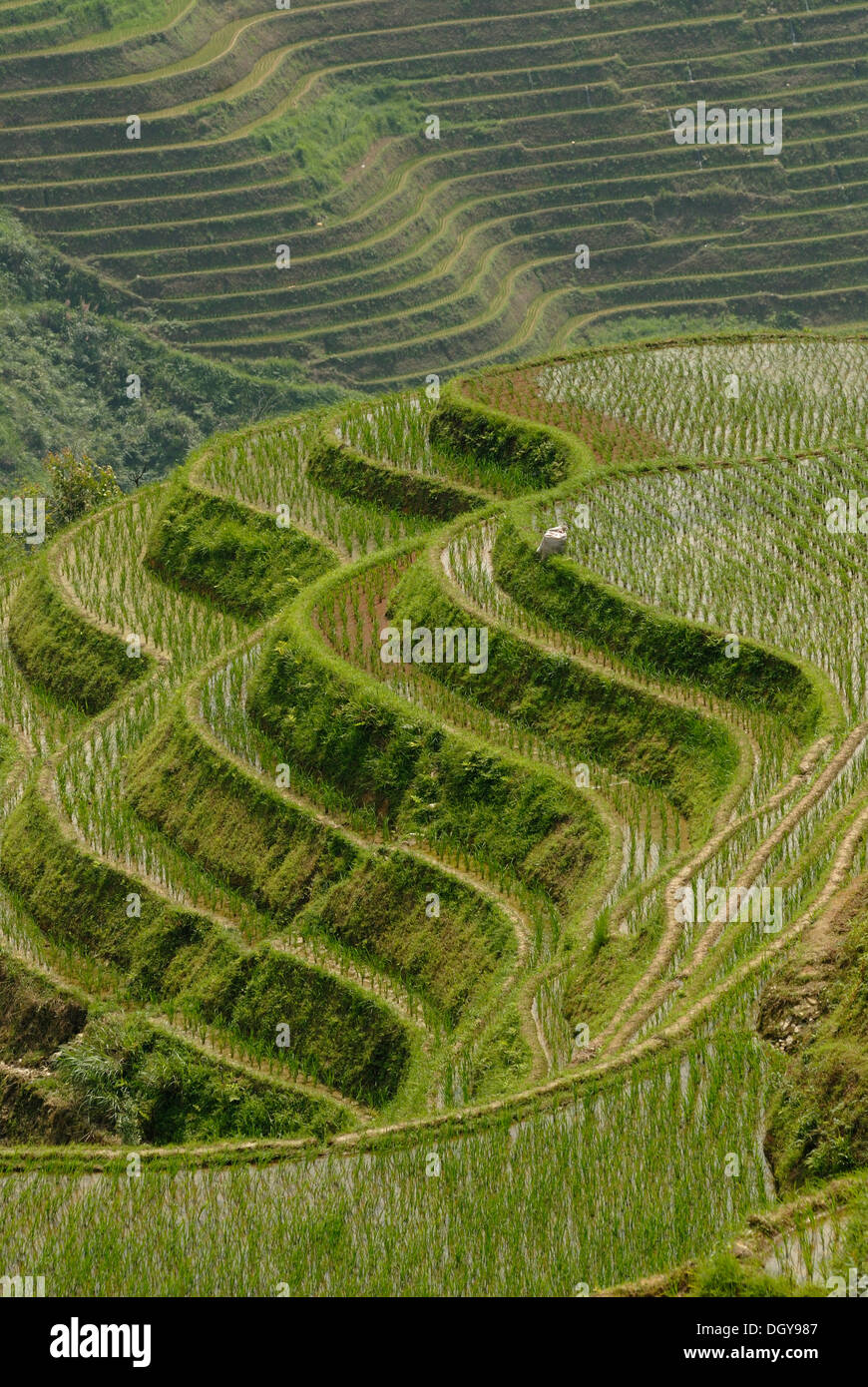World-famous rice terraces of Longji "Backbone of the Dragon" or ...