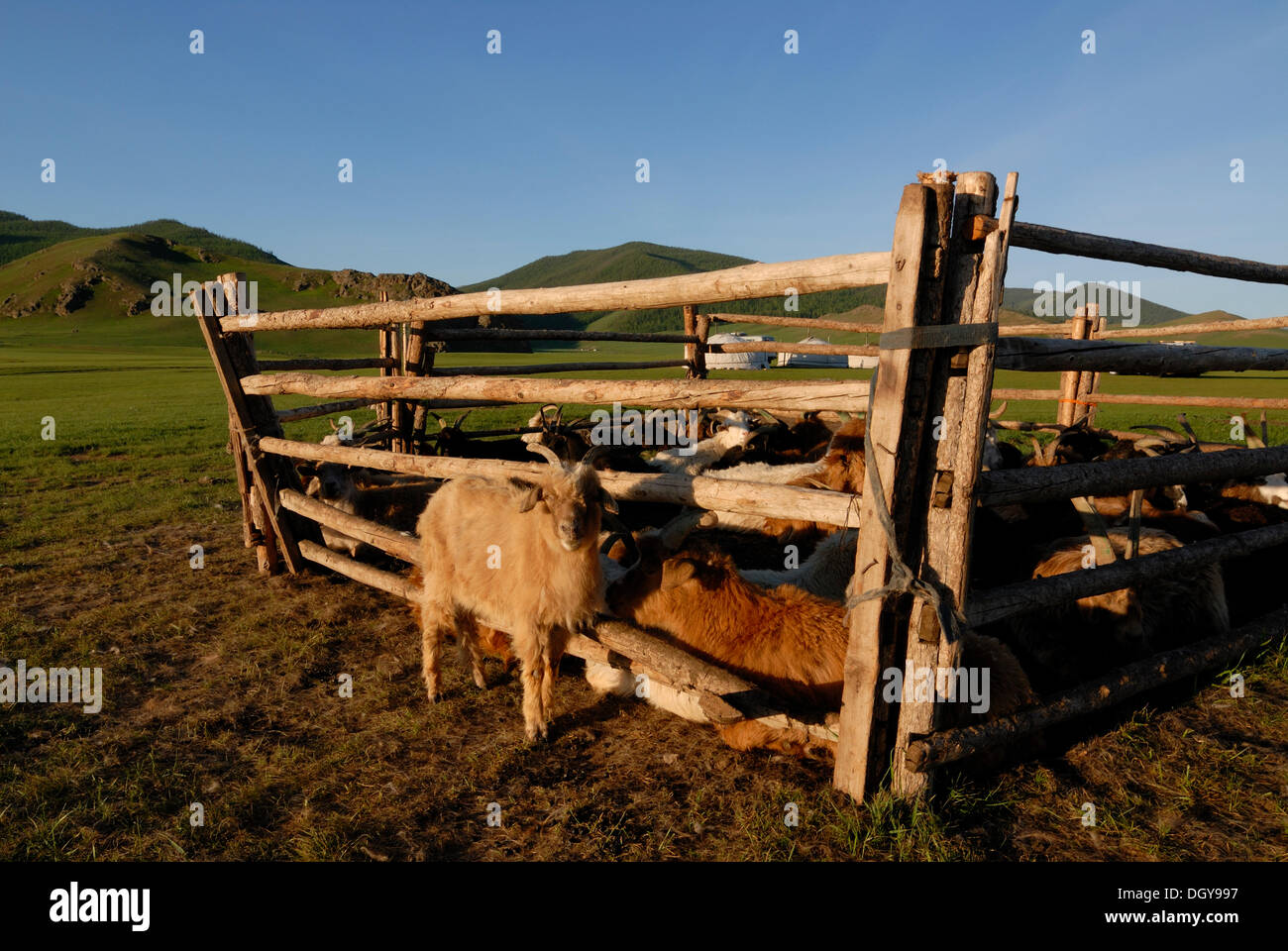 Sheep camps High Resolution Stock Photography and Images - Alamy