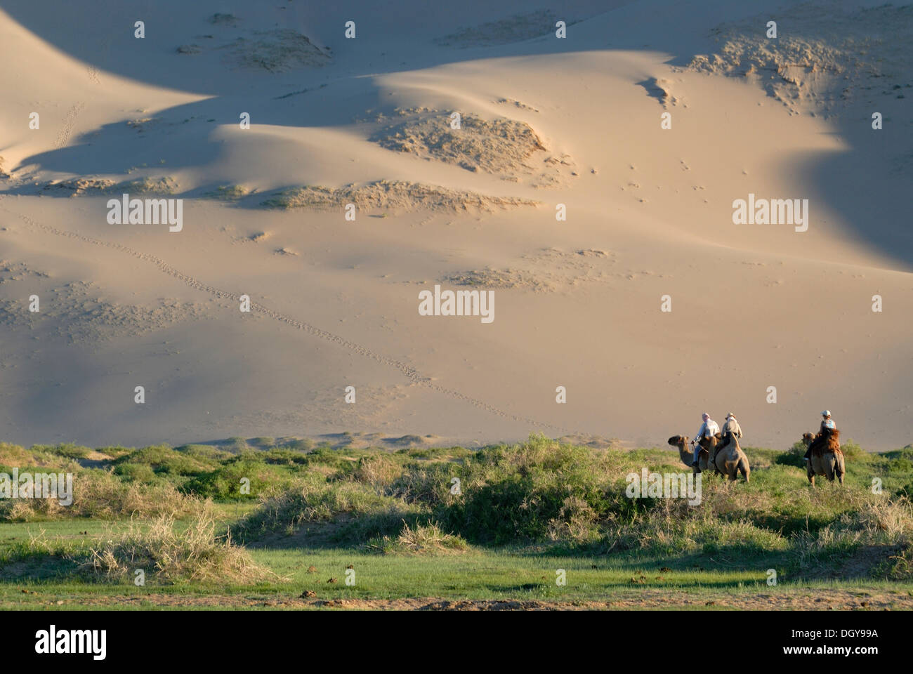 Camel grass hi-res stock photography and images - Alamy