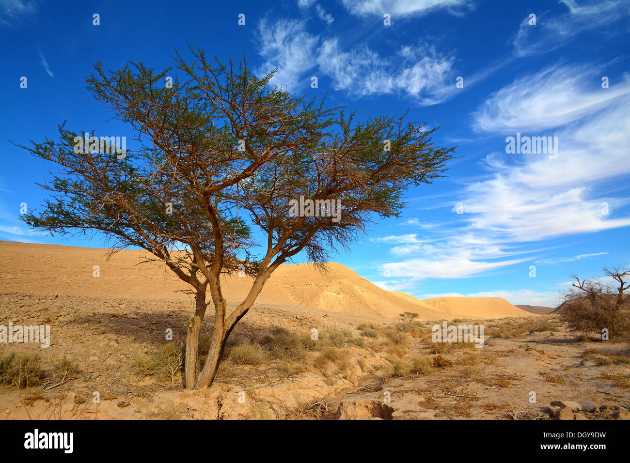 Acacia Tree High Resolution Stock Photography and Images - Alamy