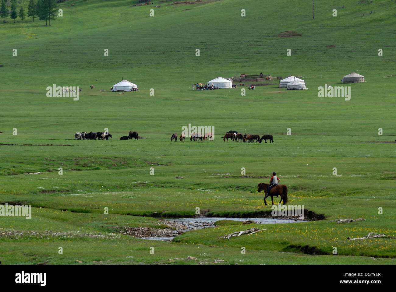Mongolian Summer