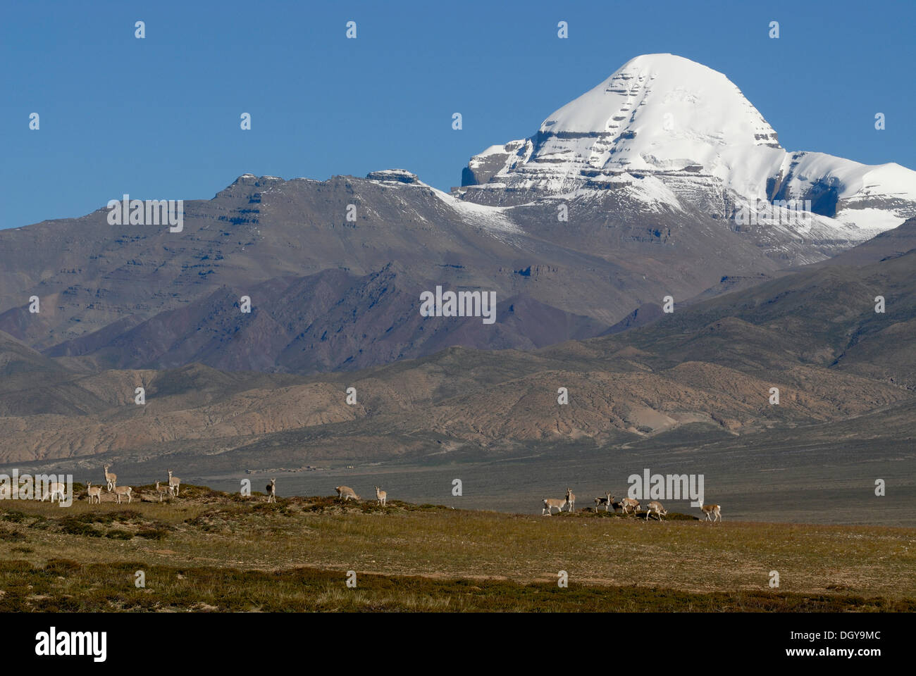 Procapra Picticaudata High Resolution Stock Photography and Images - Alamy