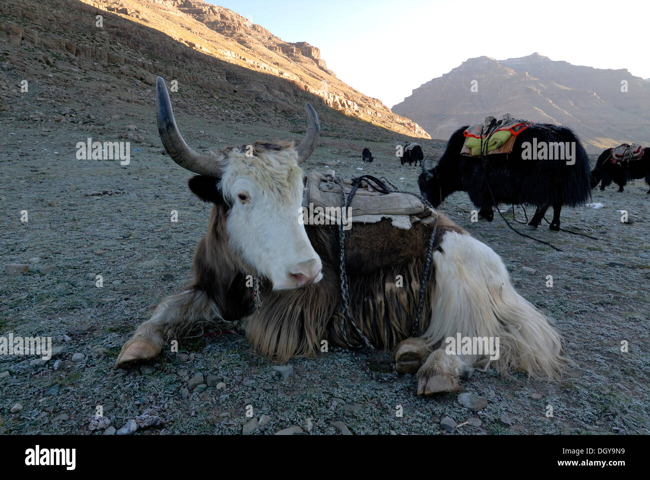 Yaks (Bos mutus) near the Dolma La Pass, 5700m, on the circumambulation ...