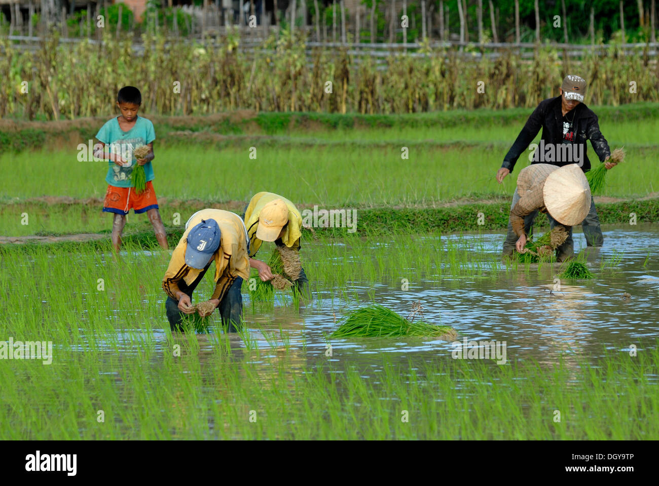 Rice fields, Lao children and adolescents during the planting of wet ...