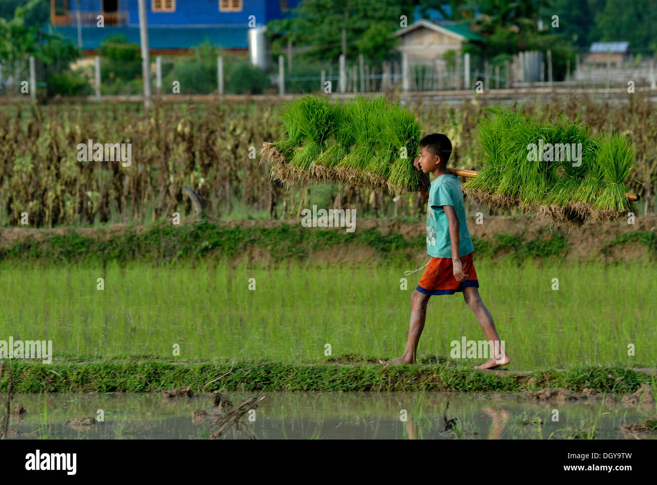 Boy in rice field hi-res stock photography and images - Alamy