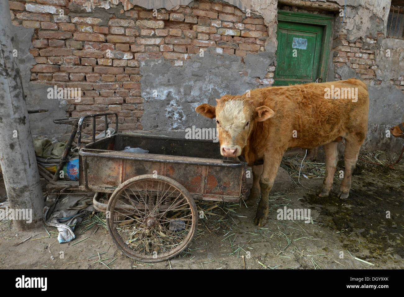 Cow in the old town of Kashgar, Silk Road, Xinjiang, China, Asia Stock ...