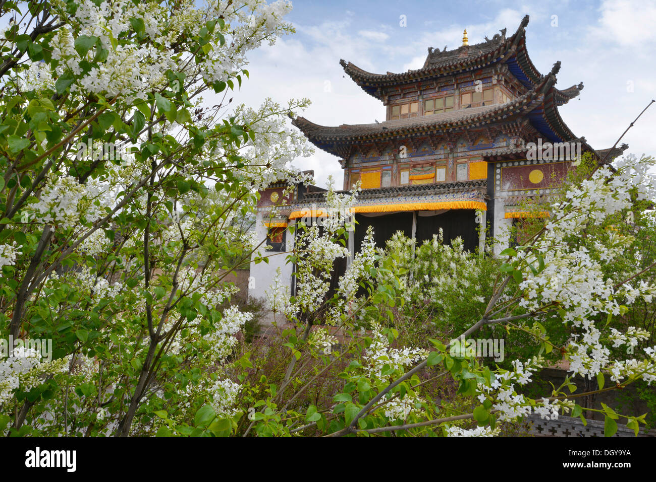 Lilacs in front of the monastery building built in the traditional ...