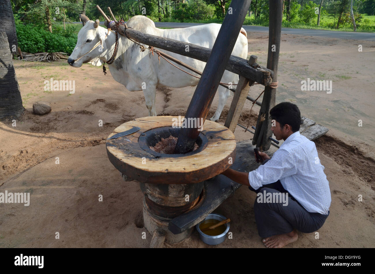 Burmese man in a Longyi or wrap-around skirt, and an ox which turns a ...