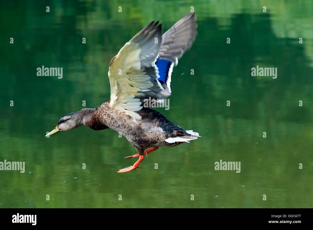Mallard duck flying landing hi-res stock photography and images - Alamy
