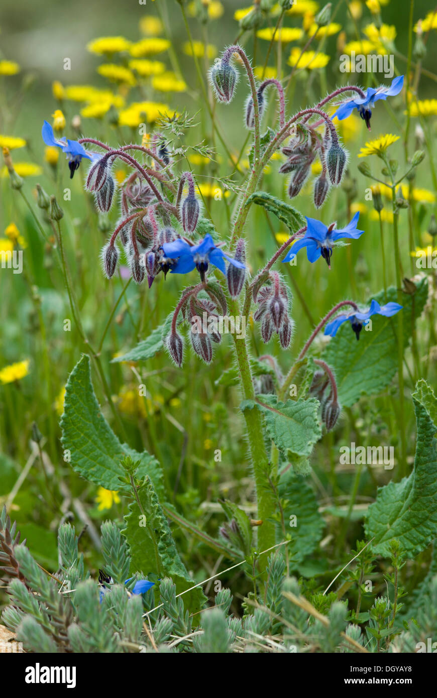 Borage (Borago officinalis Stock Photo - Alamy