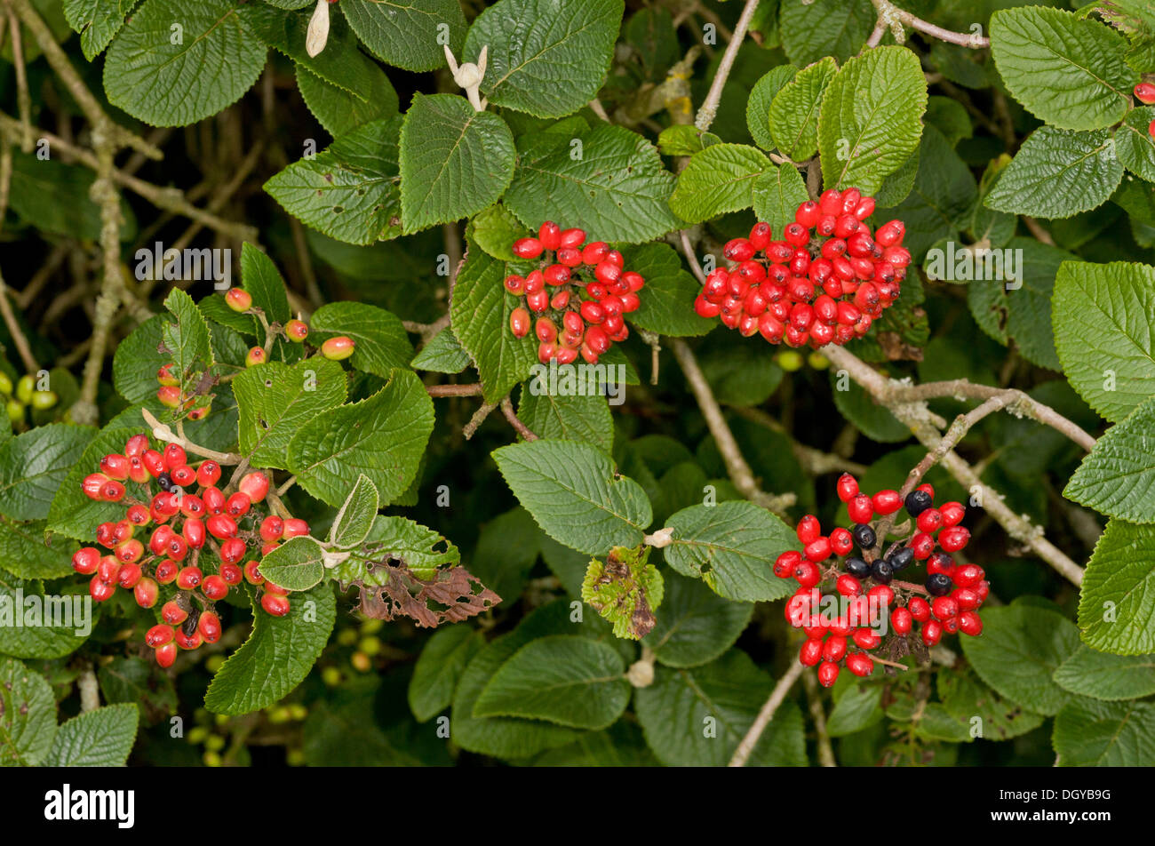Ripening berries of Wayfaring Tree, Viburnum lantana on chalk downland ...