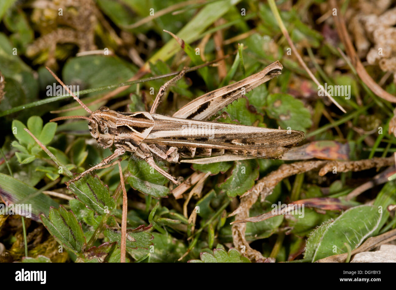 Common Field Grasshopper (Chorthippus brunneus) on short turf, close-up ...