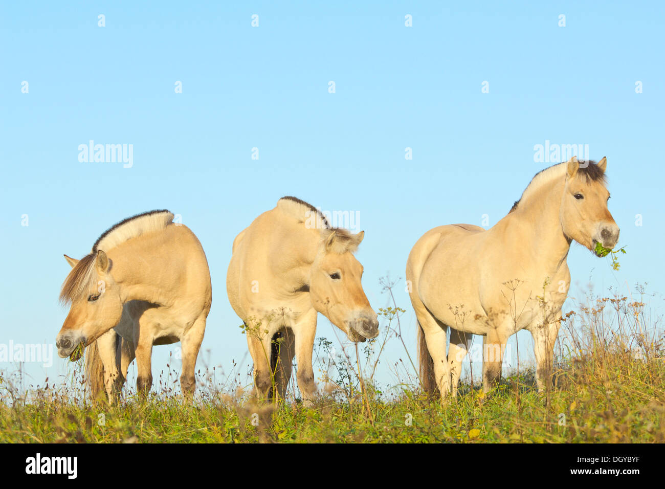 Norwegian Fjord Horse. Three horses on a pasture in tall grass Stock ...