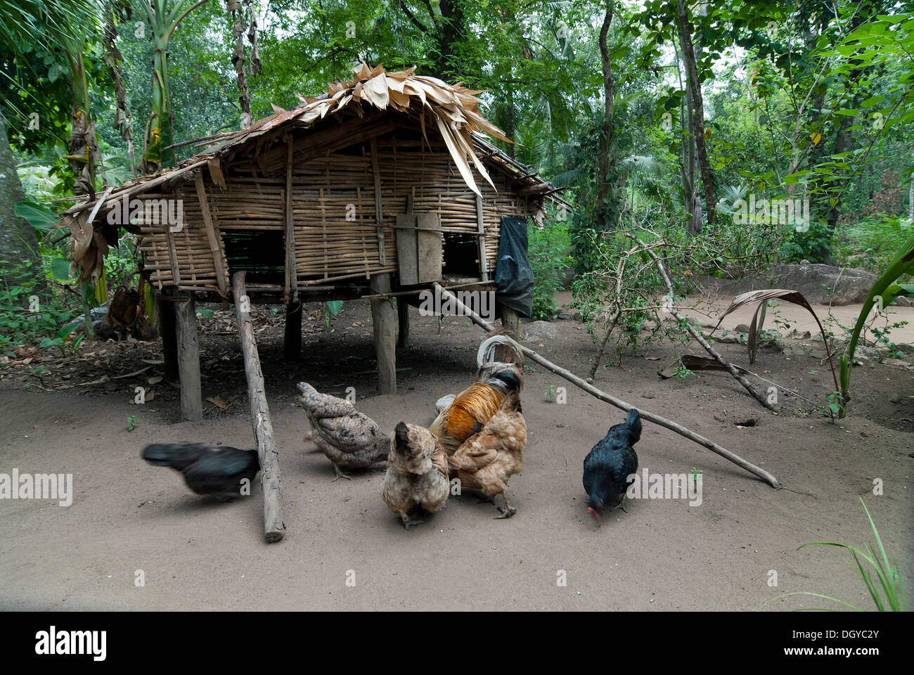 Cabin of forest dwellers, in Ponmudi, Western Ghats, Kerala, South ...