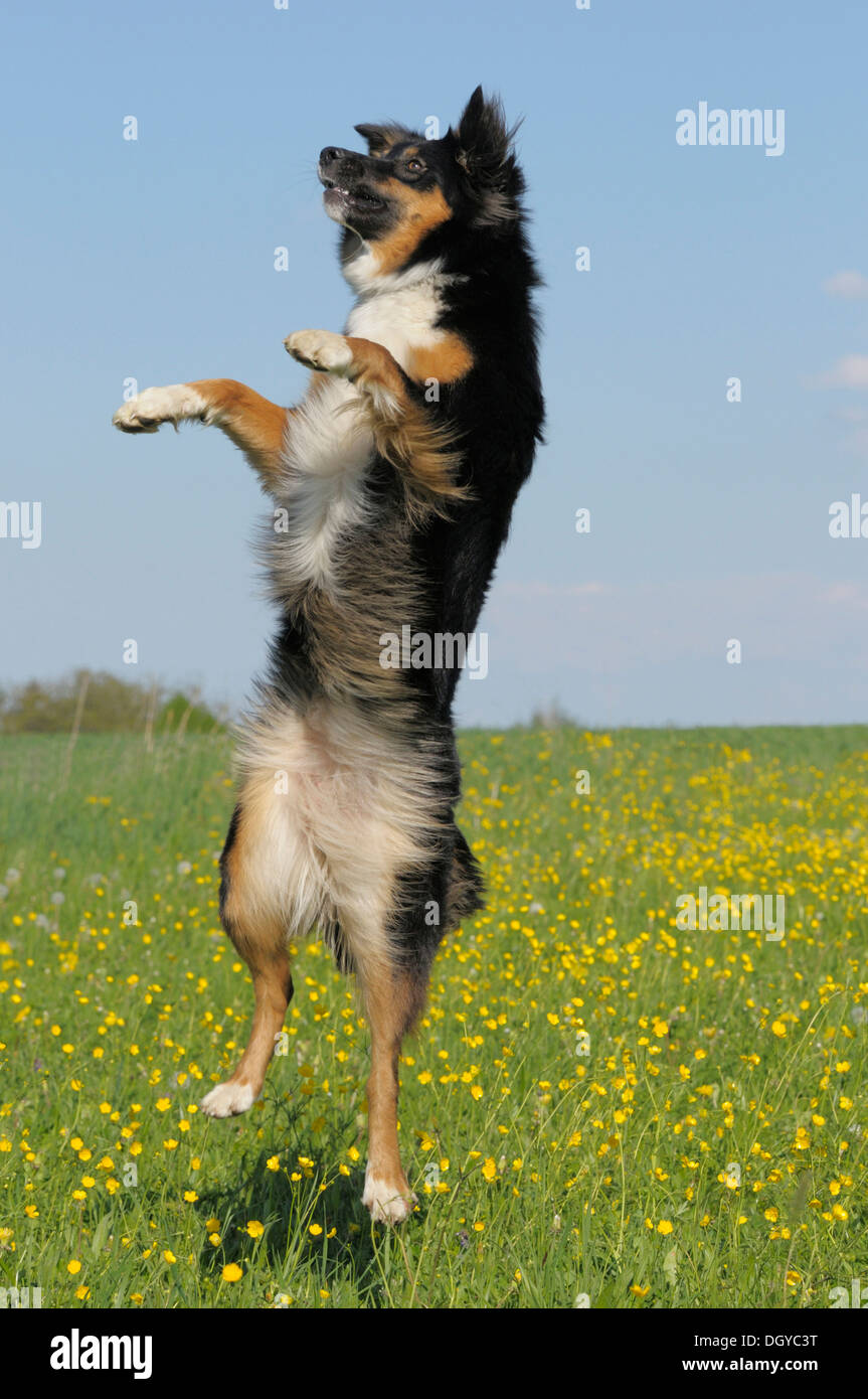Jumping australian cattle dog hi-res stock photography and images - Alamy
