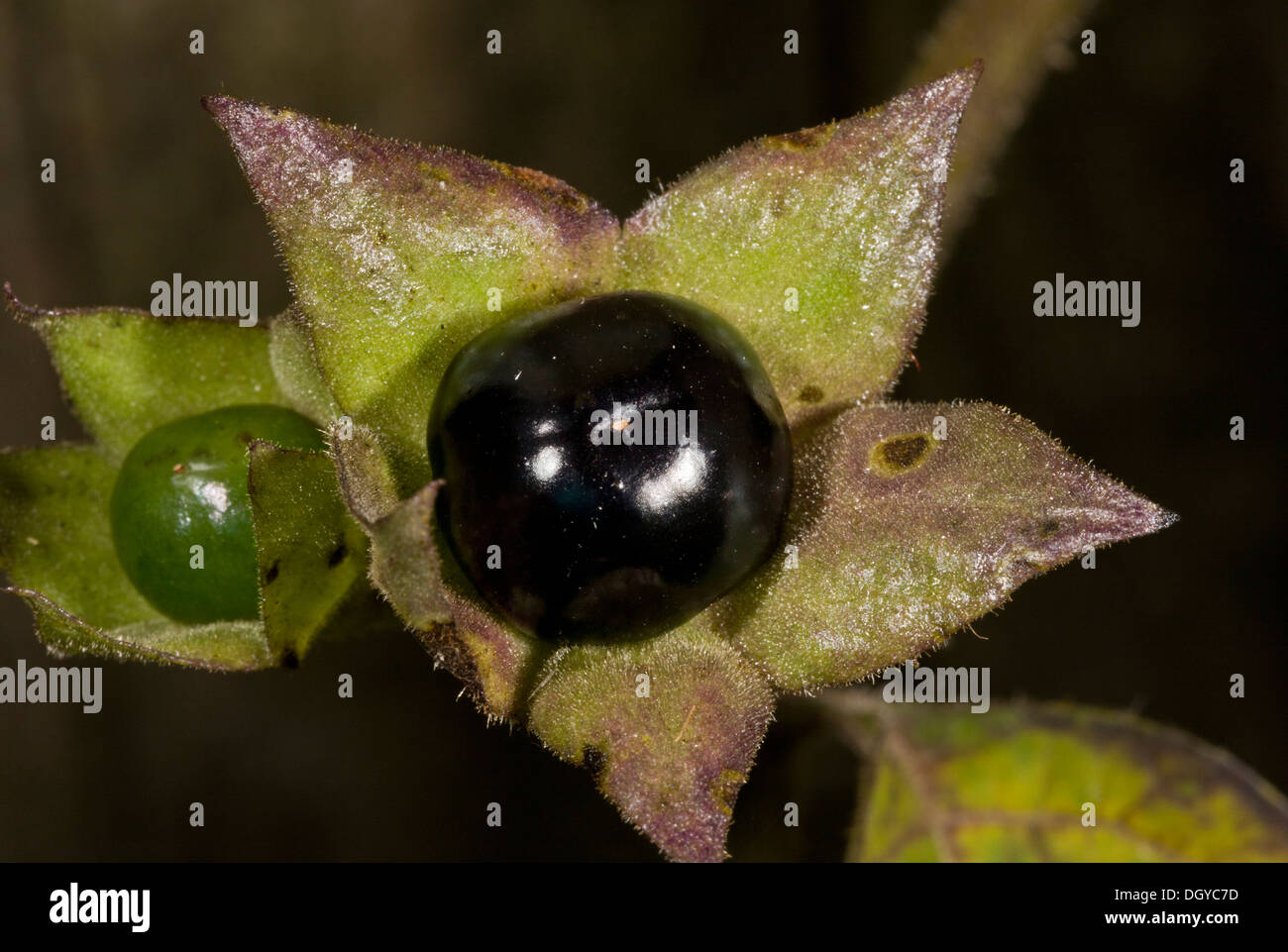 Poisonous berries of Deadly Nightshade (Atropa belladonna) close-up ...