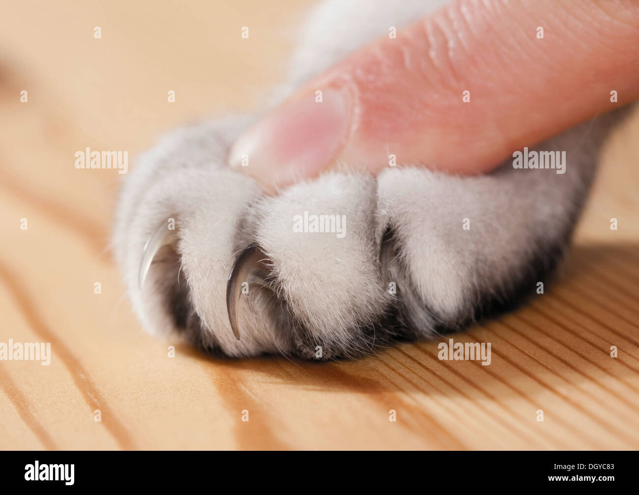 Claws of a hi-res stock photography and images - Alamy
