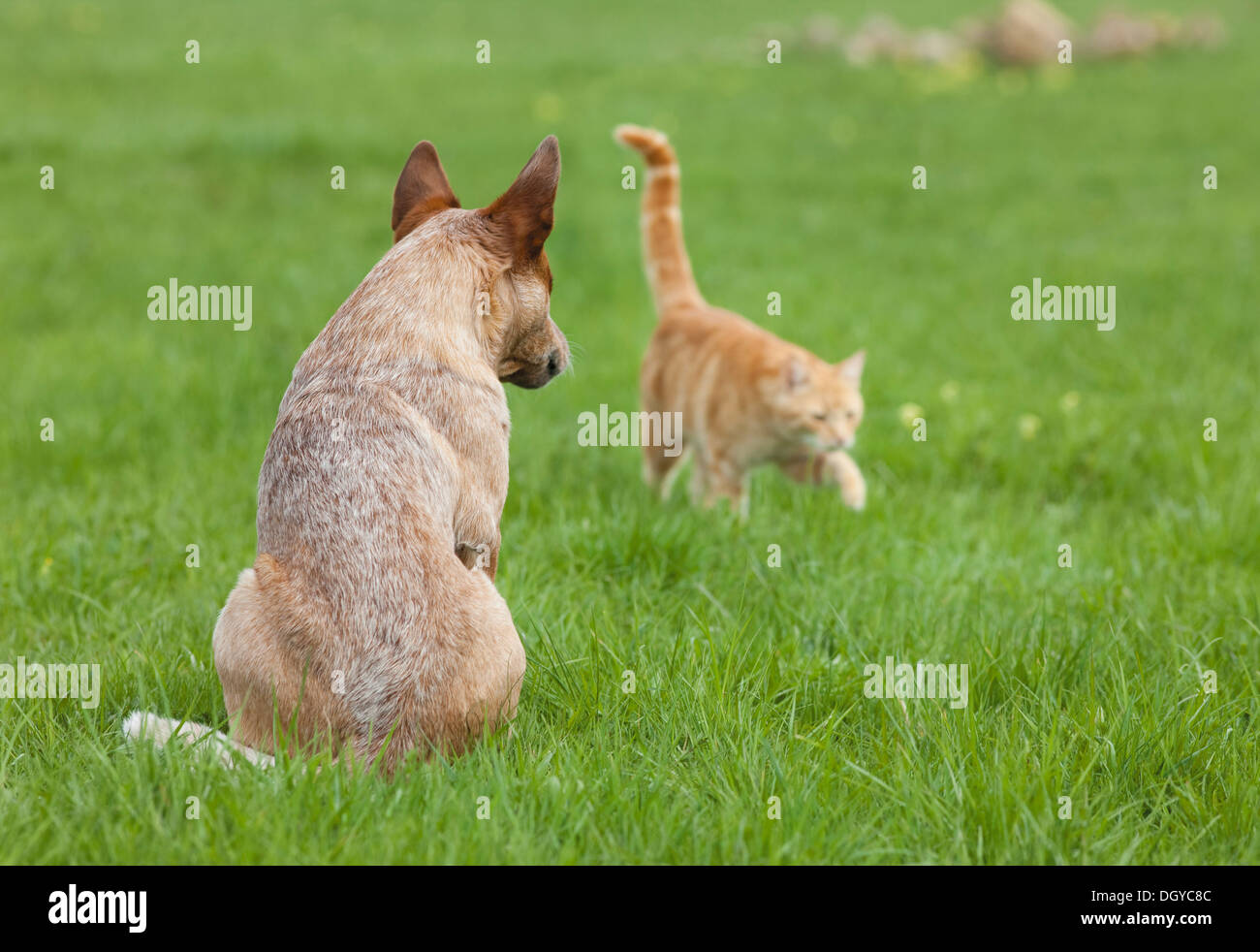 Cattle dog cat hi-res stock photography and images - Alamy